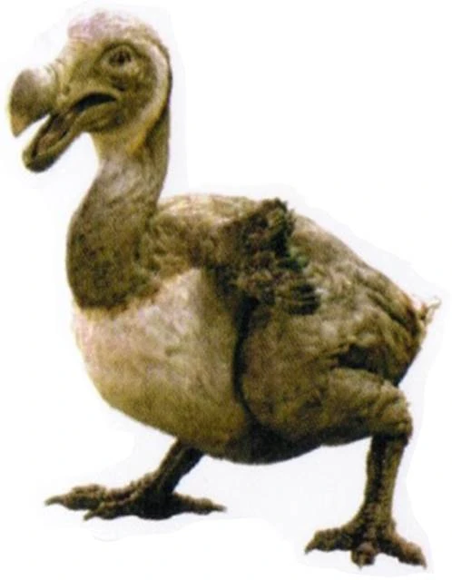Image - Dodo-white.jpg | Anomaly Research Centre | FANDOM powered by Wikia