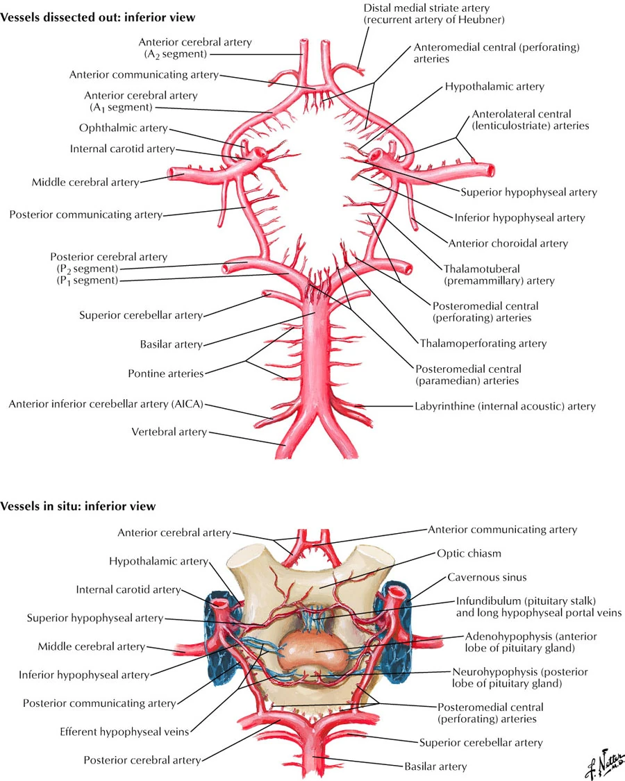 Circle Of Willis Location Anatomy Function And Faqs Gtranatomy