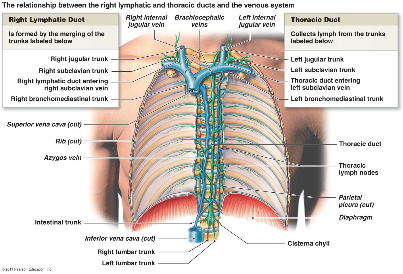 Thorax Lymphatics Thoracic Duct Ranzcrpart1 Wiki Fandom Powered By
