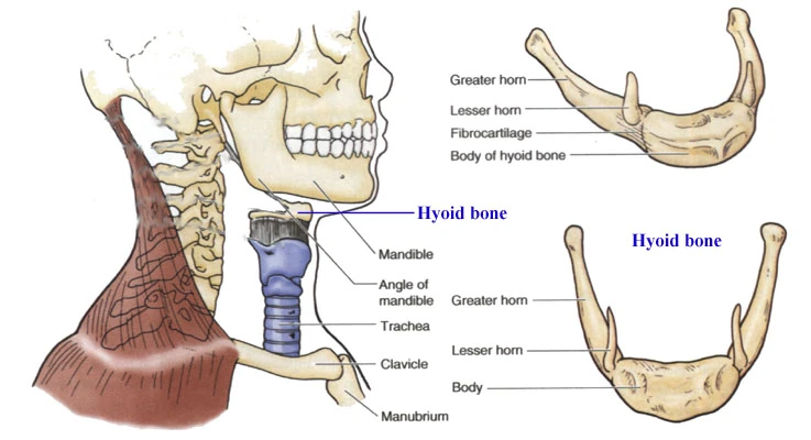 Hyoid bone and related muscles and ligaments | RANZCRPart1 Wiki ...