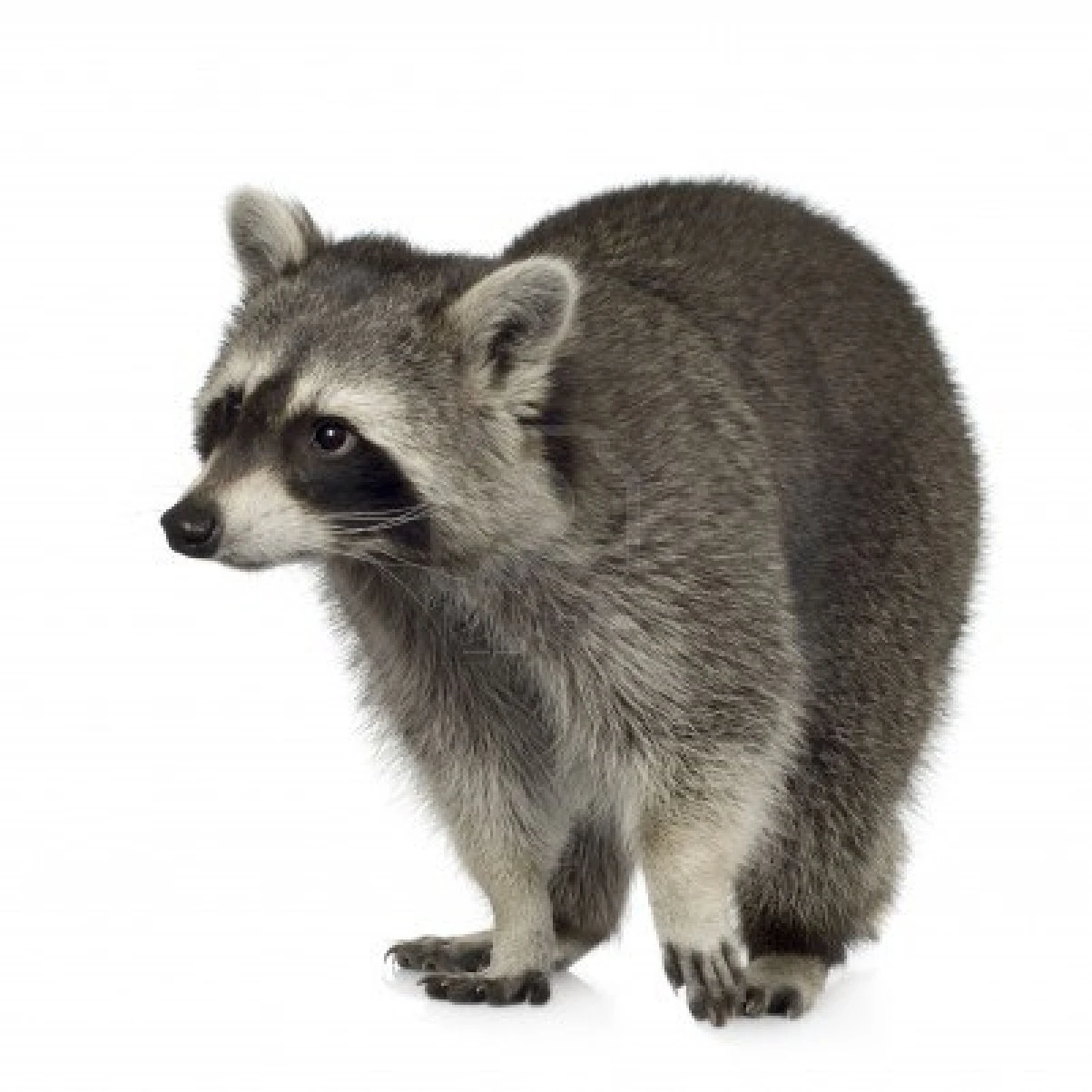 Archivo:2705829-mapache-9-meses--procyon-lotor-delante-de-un-fondo ...