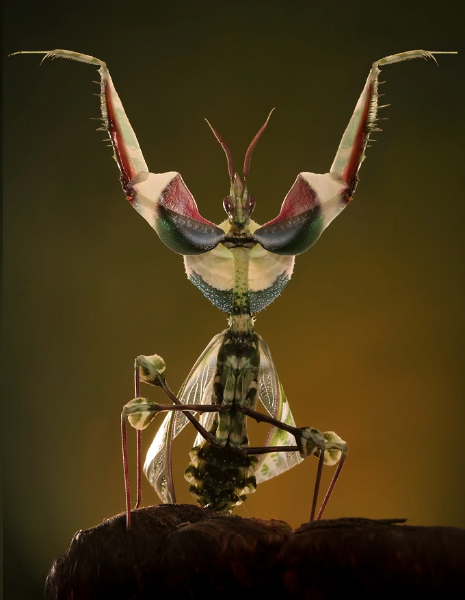 Mantis Diabólica | Wiki Reino Animalia | Fandom powered by Wikia