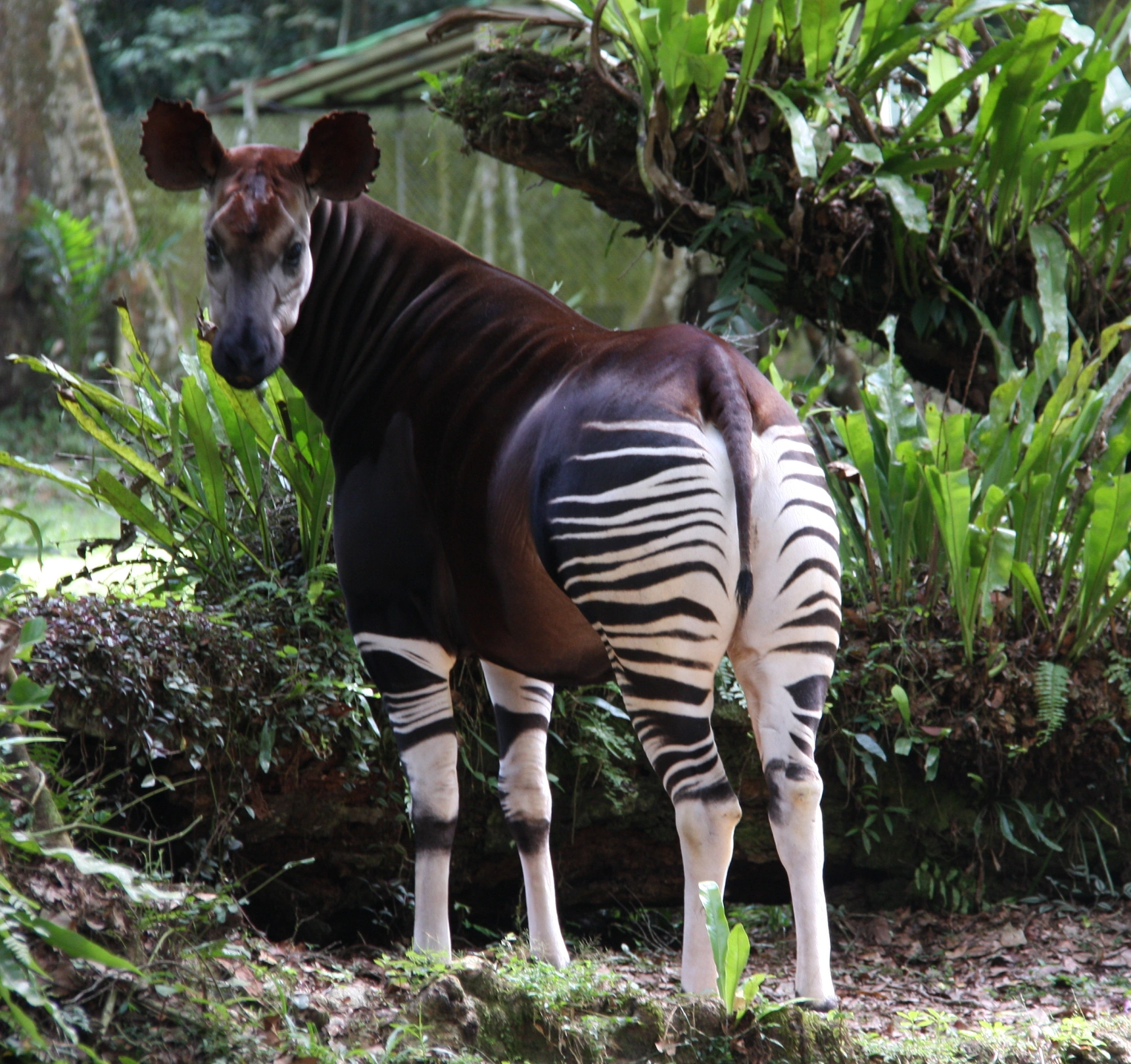 Okapi | Wiki Reino Animalia | FANDOM powered by Wikia