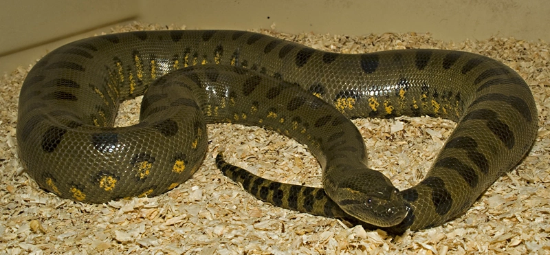 Imagen - Anaconda verde 4.png | Wiki Reino Animalia | FANDOM powered by ...