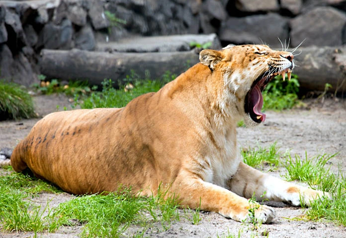 Imagen - Ligre 5.png | Wiki Reino Animalia | FANDOM powered by Wikia