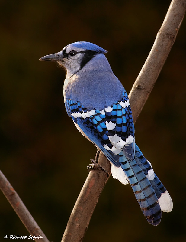 The Everyone's Welcome Thread (even Canadians, SEO experts, and oldies ...