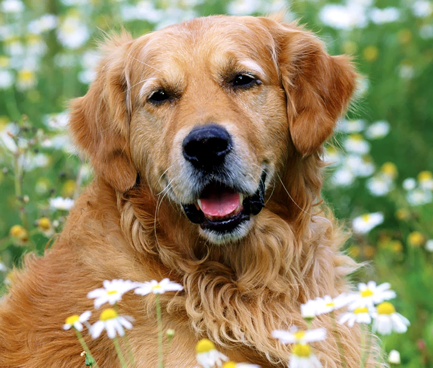 Perro | Wiki Reino Animalia | FANDOM powered by Wikia