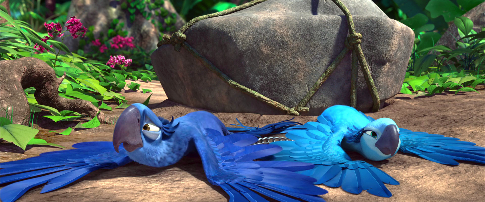 Image Blu And Jewel Tied To A Boulder Blu And Jewel 24812760 350 144 Rio Wiki Fandom