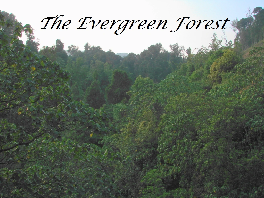 Evergreen Forest