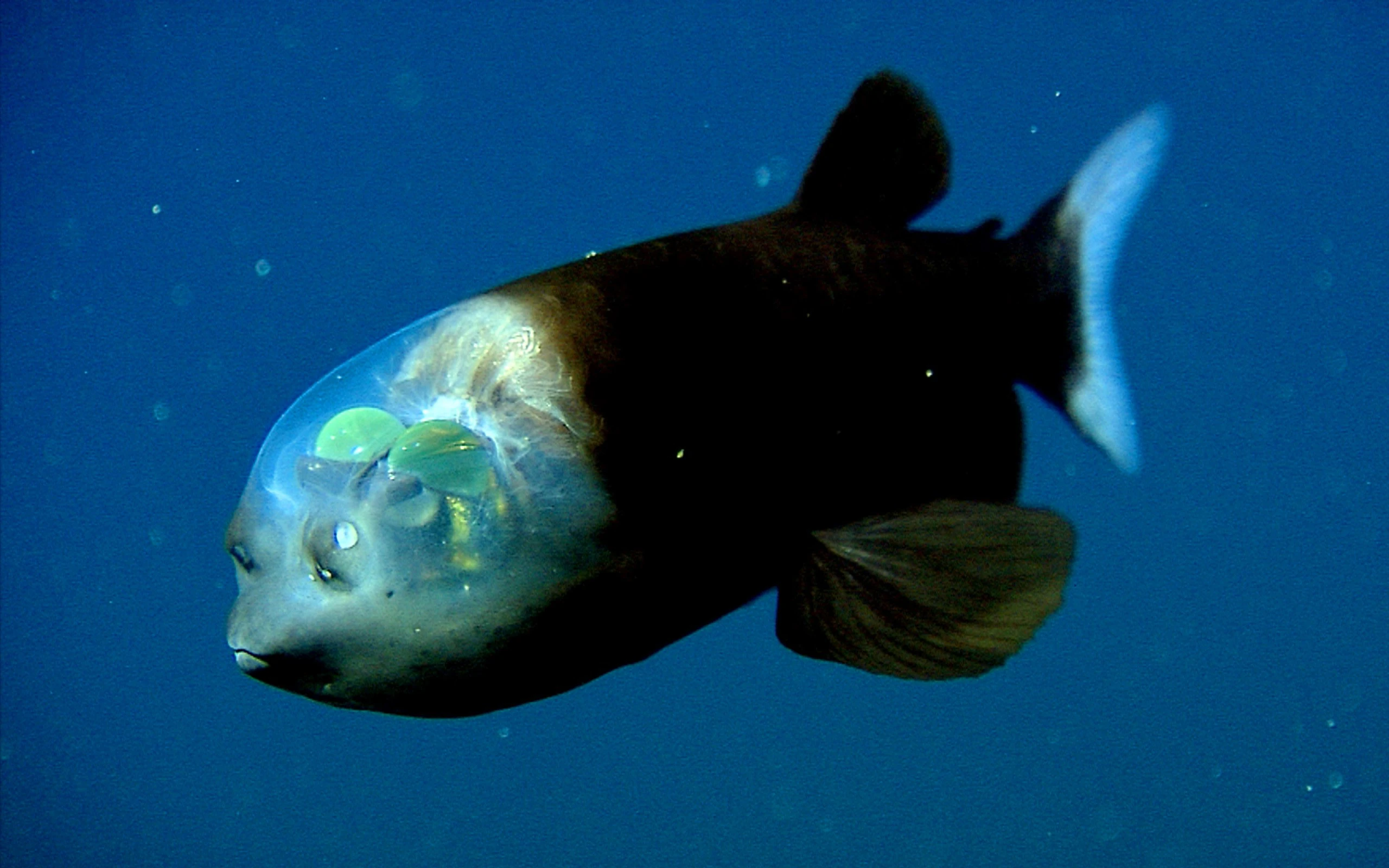 Barreleye Spook Fish