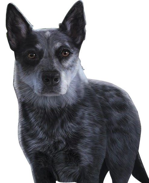 Whisper | Survivors by Erin Hunter Wiki | Fandom powered by Wikia