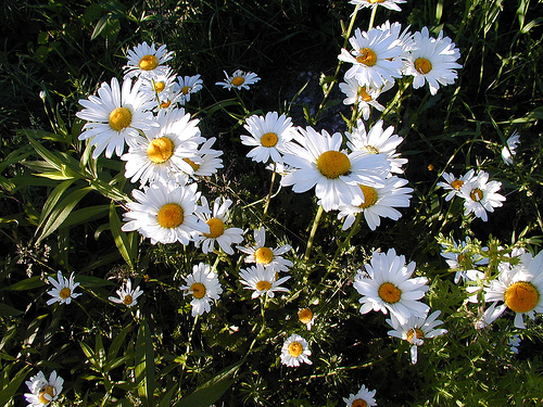 Daisy Symbolism Wiki Fandom Powered By Wikia
