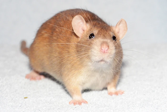 Variëteiten | Tamme Ratten wiki | Fandom powered by Wikia