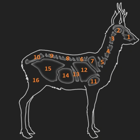 Datei:Anatomie Reh.png | TheHunter Wikia | Fandom powered by Wikia