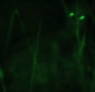 The Rake (Horror Film) | The Slender Man Wiki | Fandom powered by Wikia