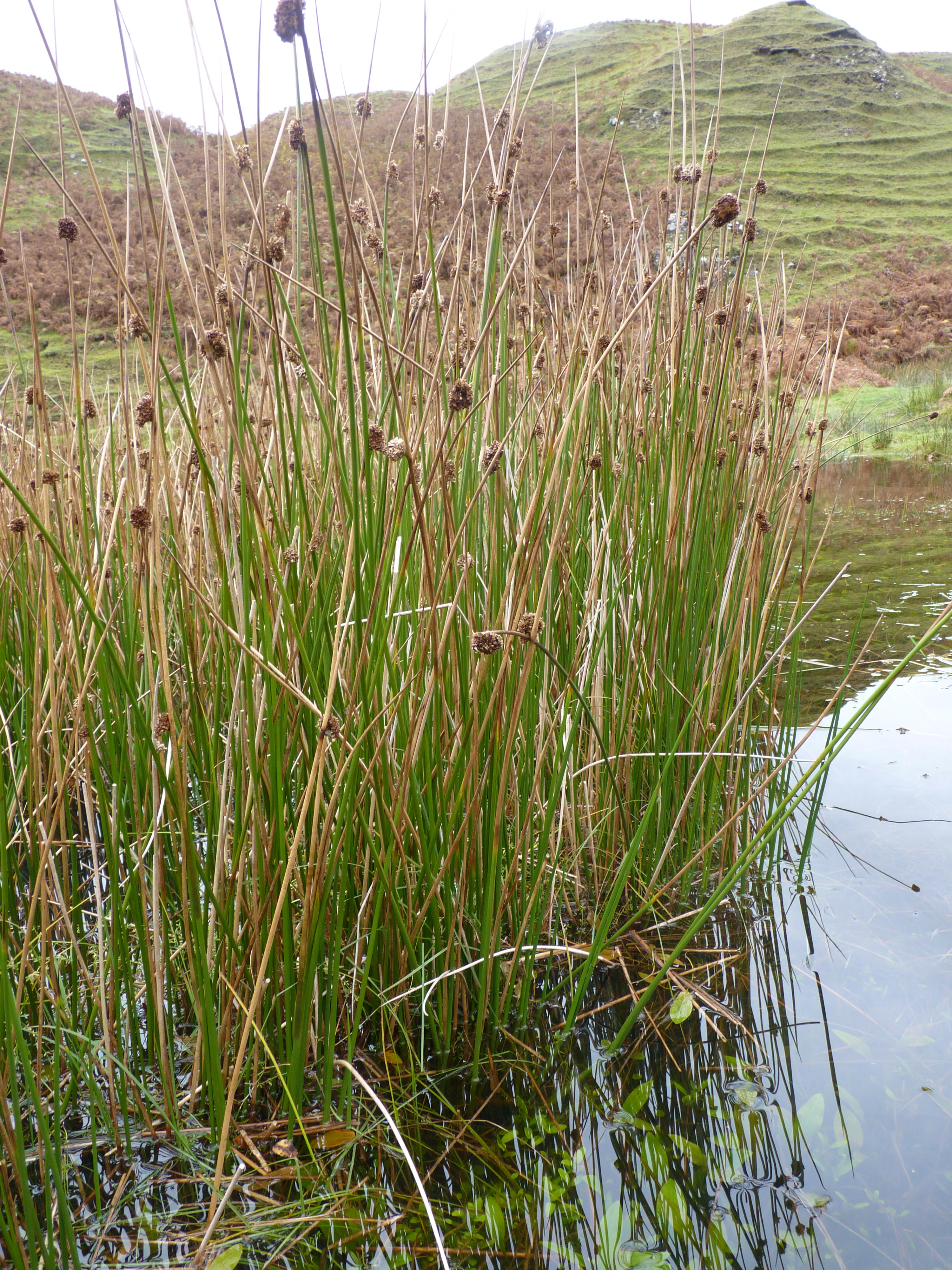 April 2: Rush | reddirttown