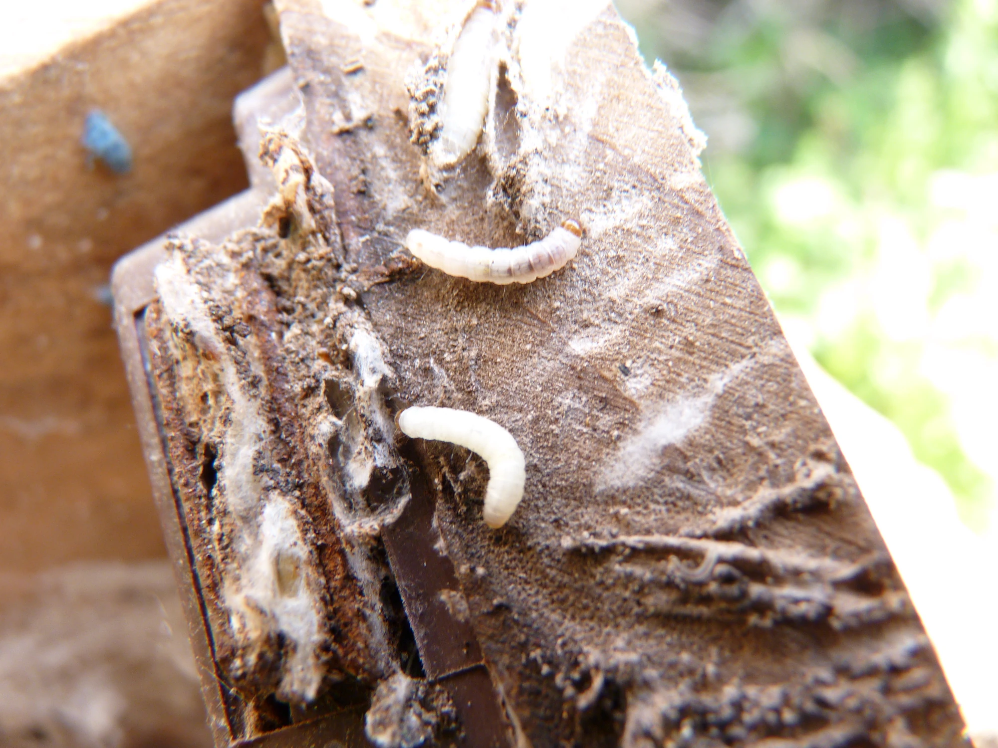 Image - White-shouldered House-moth Caterpillar.JPG | British Wildlife ...