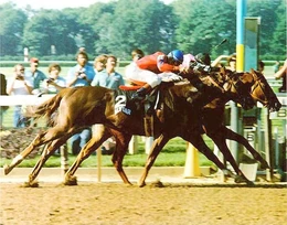 Affirmed | Thoroughbred racing Wiki | Fandom powered by Wikia