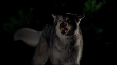 Werewolf | True Blood Wiki | FANDOM powered by Wikia