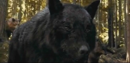 Image - Sam-Wolf-Form.jpg | Twilight Saga Wiki | FANDOM powered by Wikia