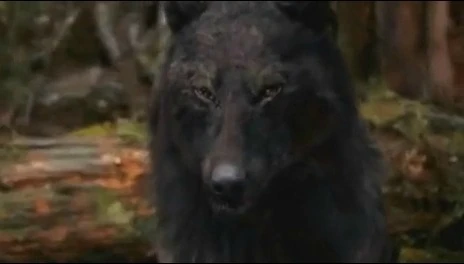 Image - Sam Wolf Form.jpg | Twilight Saga Wiki | FANDOM powered by Wikia