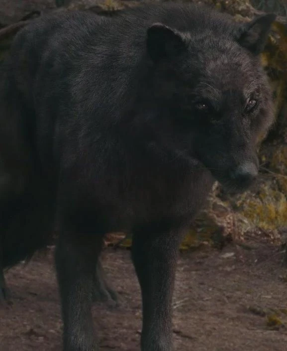 Image - Sam s Eclipse Wolf Form by urimaginaryfriend.jpg | Twilight ...