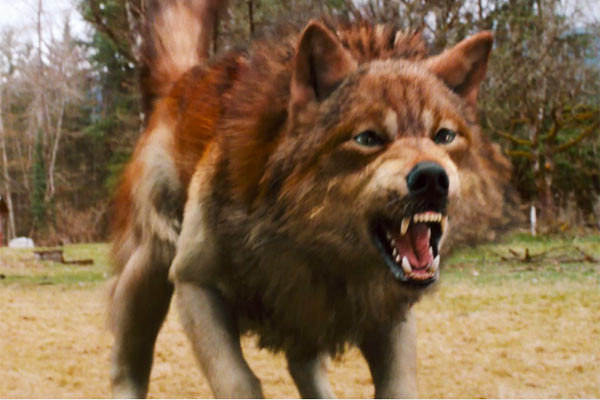 Image - Jacob Wolf.jpg | Twilight Saga Wiki | FANDOM powered by Wikia Image - Jacob Wolf.jpg | Twilight Saga Wiki | FANDOM powered by Wikia