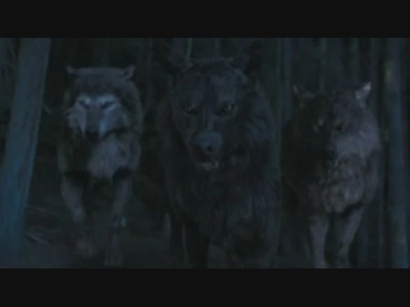 Image - Paul sam & jared in wolf form.jpg | Twilight Saga Wiki | FANDOM ...