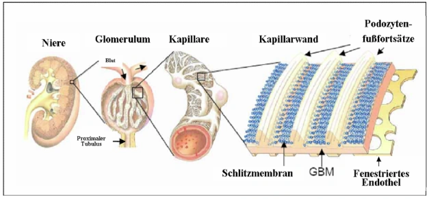 Slo/Fragment 002 01 | VroniPlag Wiki | FANDOM powered by Wikia