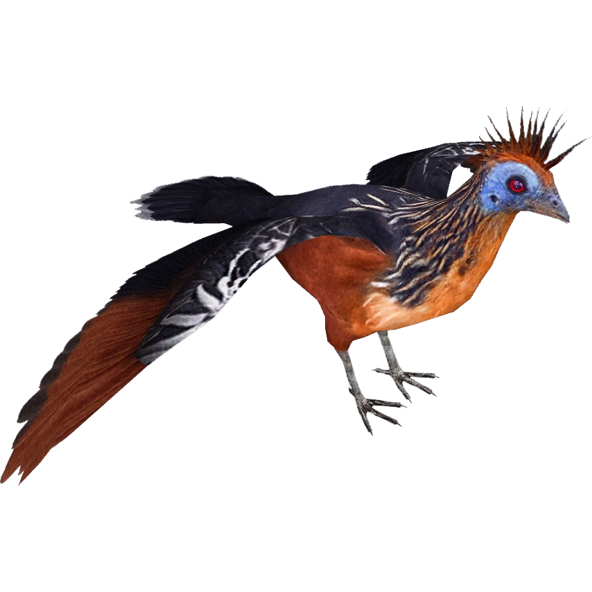 Image - Hoatzin (Bunyupy).png | ZT2 Download Library Wiki | FANDOM ...