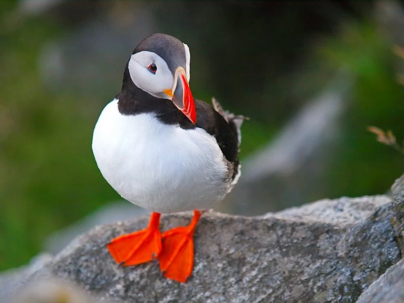 Maskonur Zwyczajny | Zwierzaki Wiki | Fandom powered by Wikia